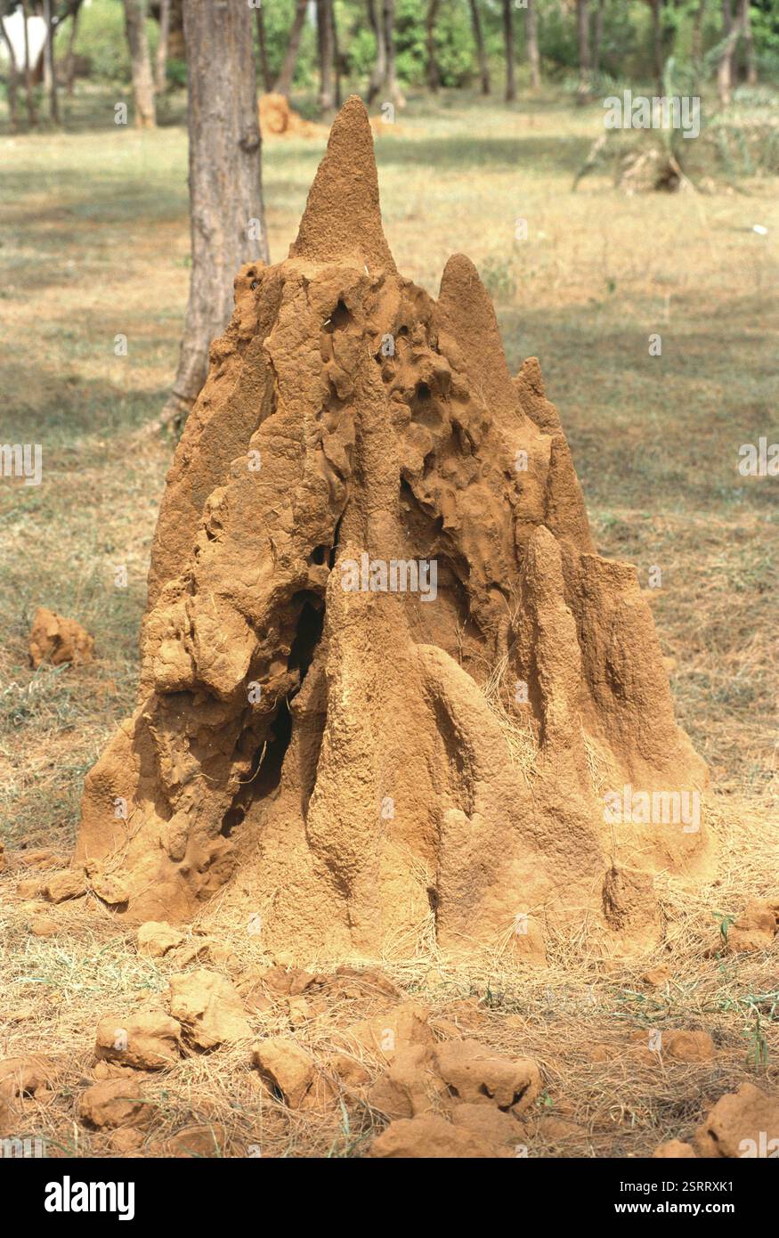 Insects, concept termite ant hill Stock Photo - Alamy