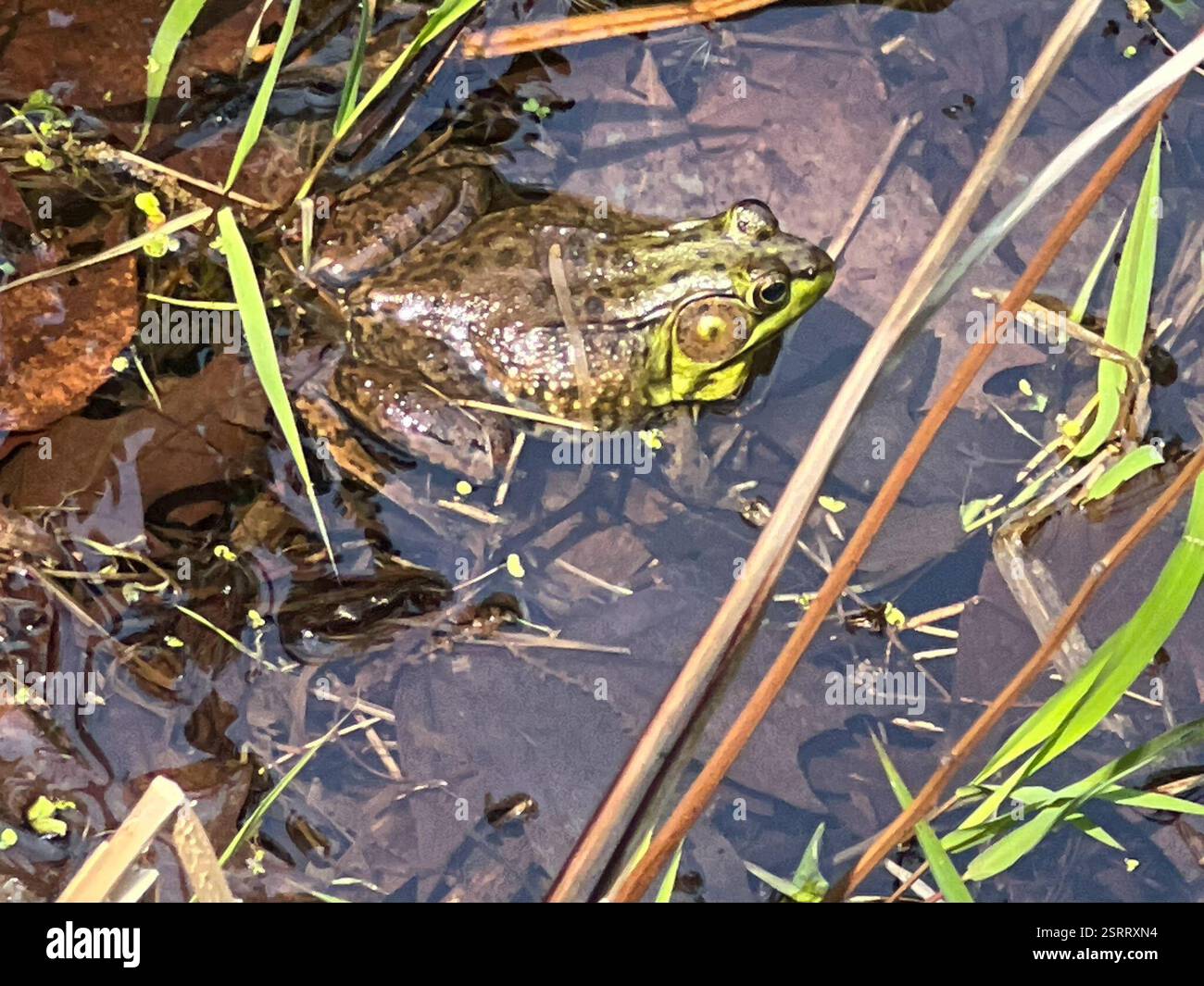 Green Frog (Lithobates clamitans), Amphibia, Native Plant Trust ...