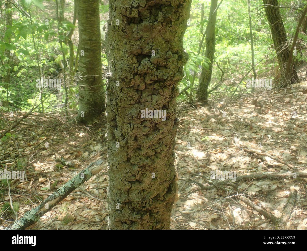 Beech Bark Canker Fungus (Neonectria faginata), Fungi, Ashfield, MA ...