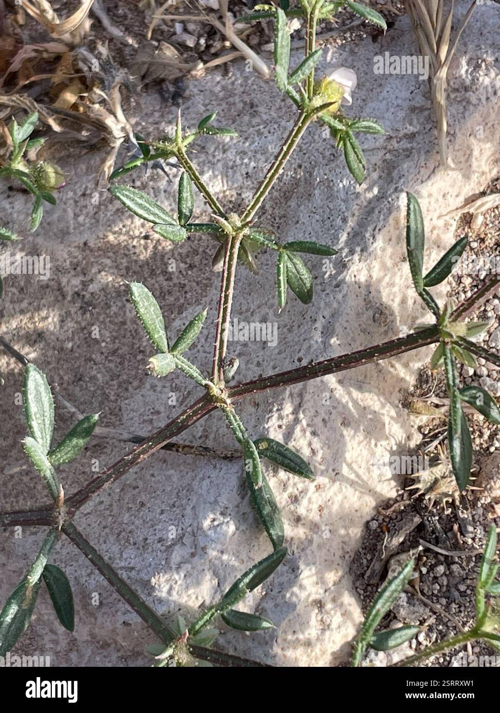 Virgin's Mantle (Fagonia cretica), Plantae, Route Cotiere de Safi ...