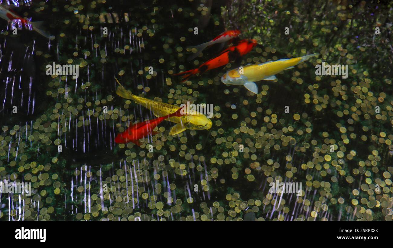 Red carp hi-res stock photography and images - Alamy