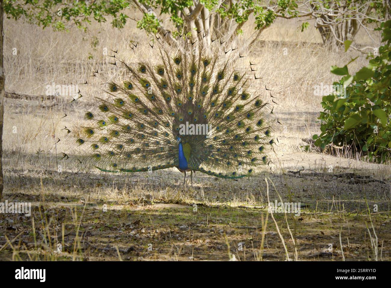 Peacock Dancing at bandhavgarh national park madhya pradesh India Stock ...
