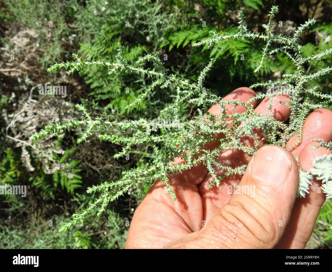 Common Snakebush Complex (Seriphium plumosum), Plantae, uThukela ...
