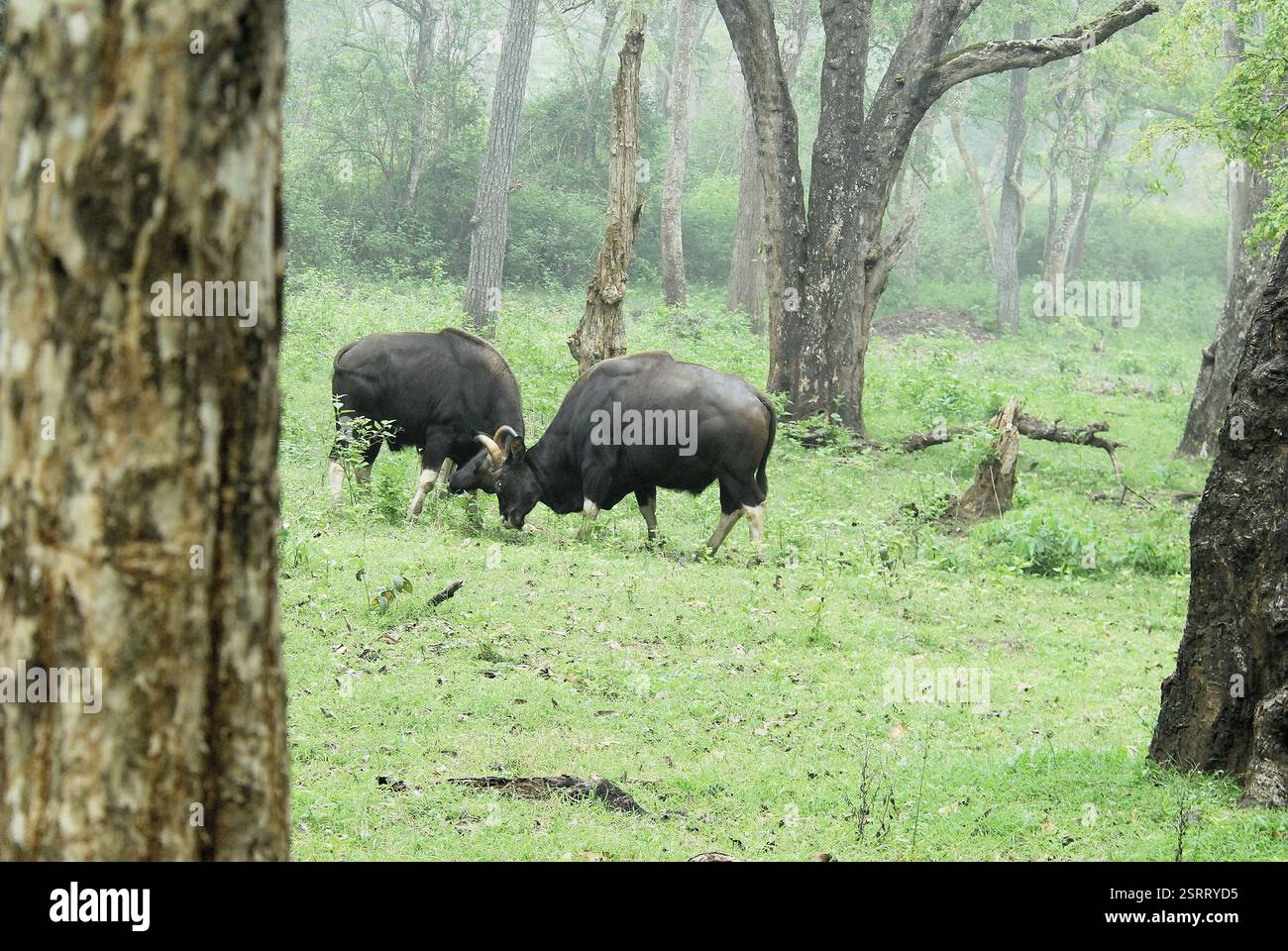 Gaur or Indian Bison, Kabini, Kharapur, Nagarahole range, Karnataka ...