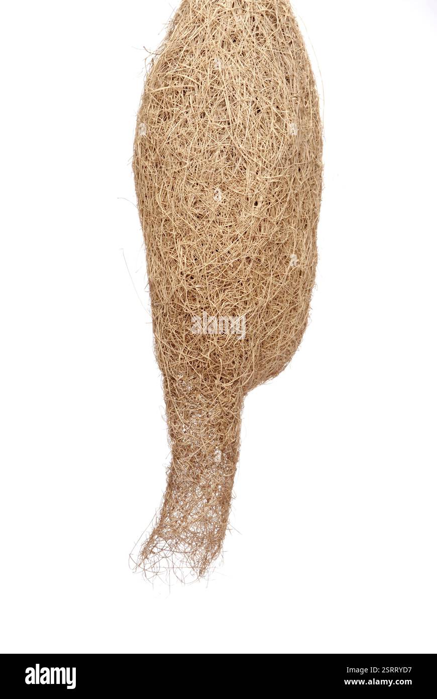 Nest made of grass to protect eggs against white background Stock Photo ...