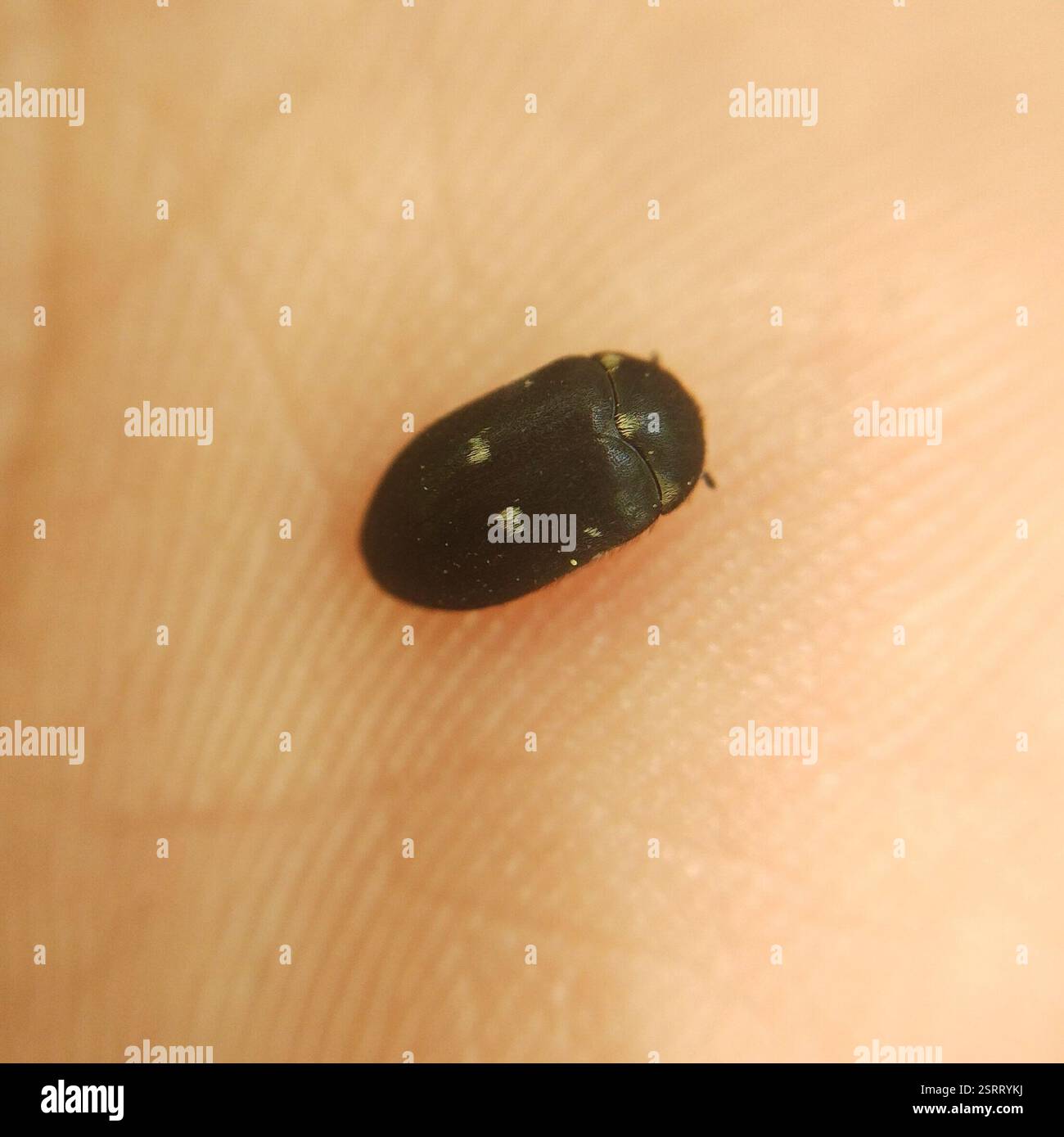 Two-spotted Carpet-beetle (Attagenus pellio), Insecta, ul. Vishneva ...