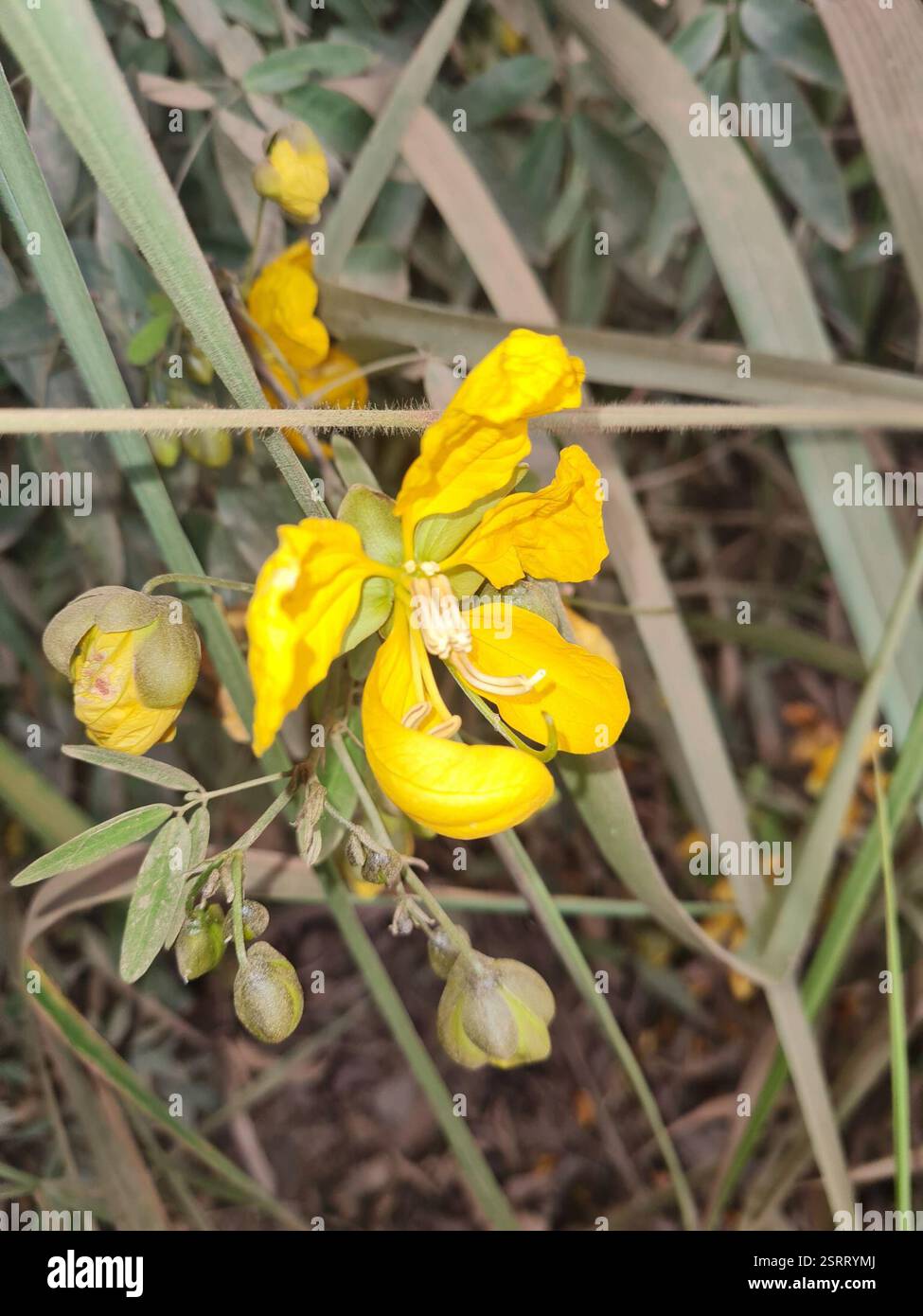 sennas (Senna), Plantae, GWRW+6P, Araçariguama - SP, 18147-000, Brasil ...