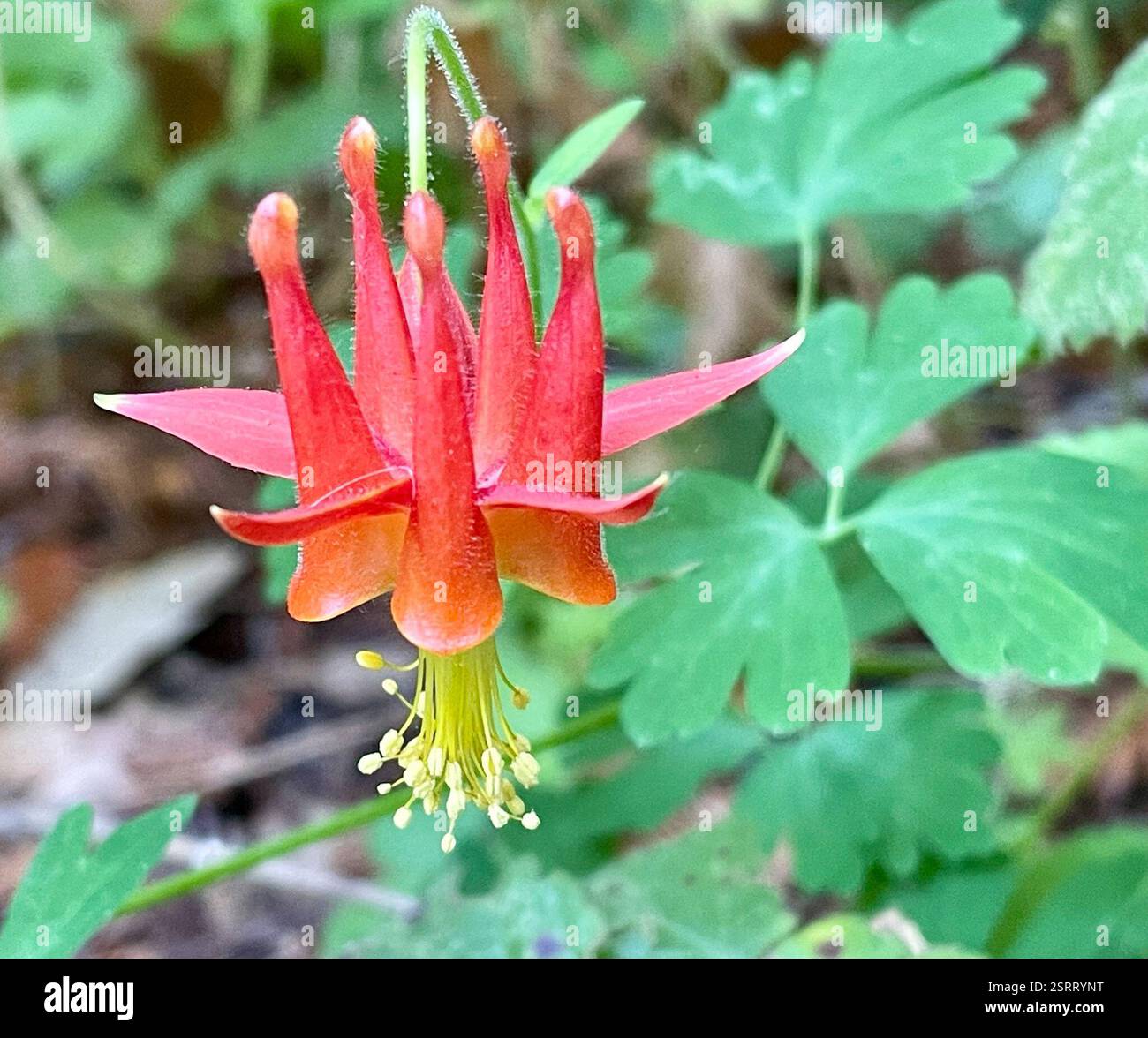 western columbine (Aquilegia formosa), Plantae, Byrne-Milliron Forest ...
