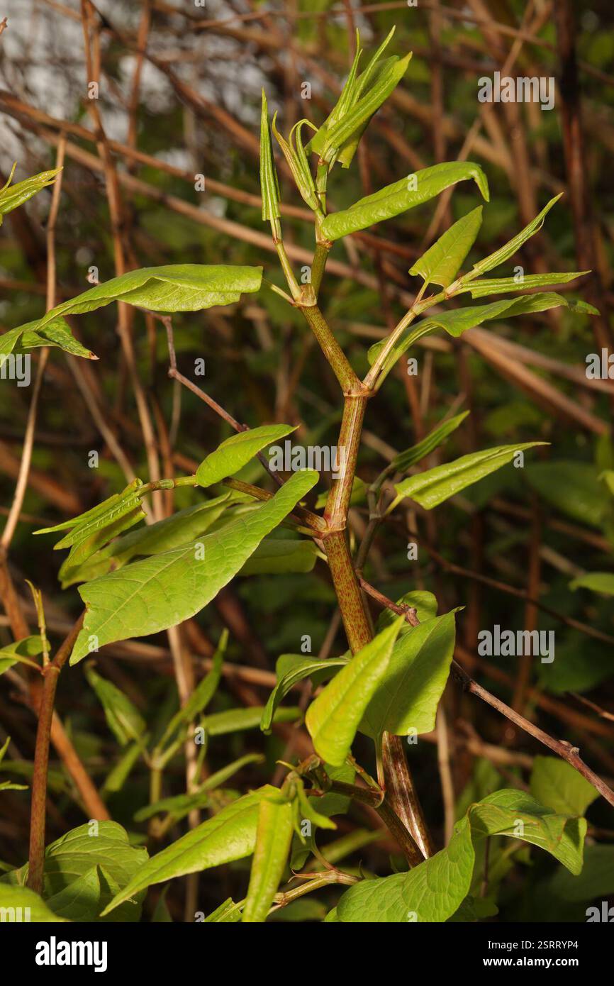 Japanese knotweed (Reynoutria japonica), Plantae, Rimrose Valley ...