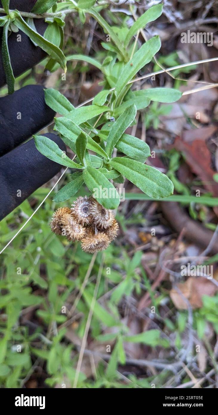Common Everlasting (Chrysocephalum apiculatum), Plantae, Lake Macquarie ...