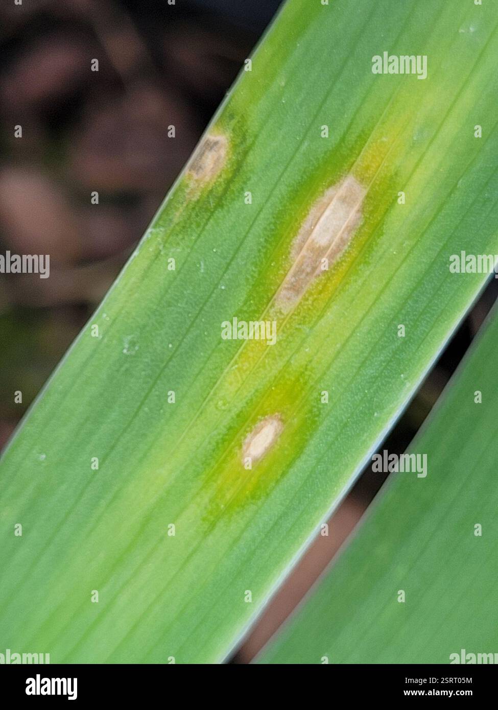 Heterosporium Leaf Spot on Iris (Cladosporium iridis), Fungi, Chardon ...