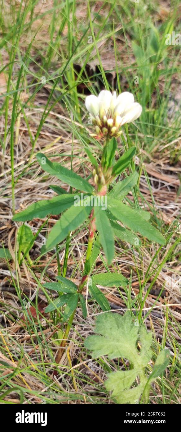 Trifolium lupinaster hi-res stock photography and images - Alamy