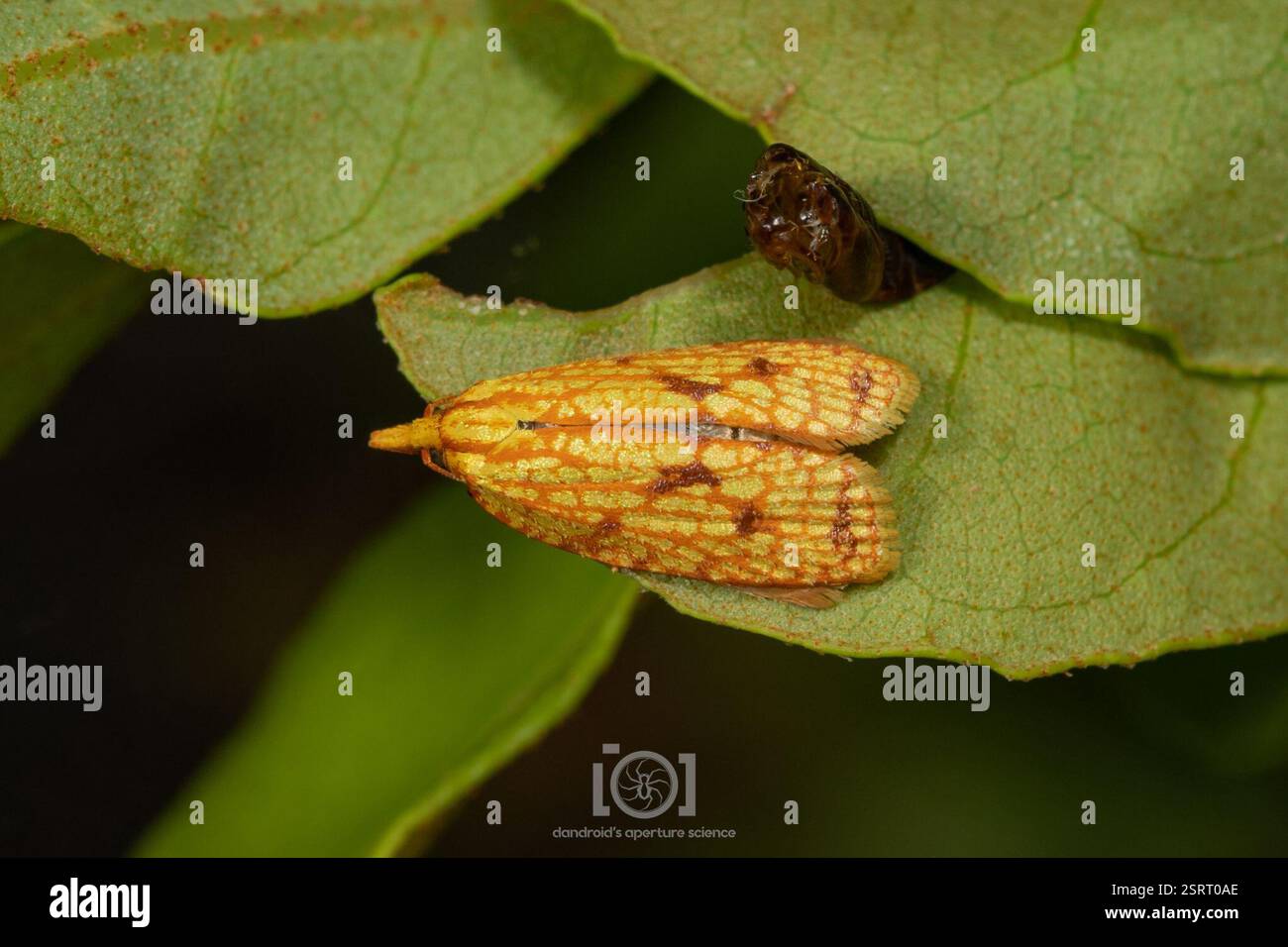 Sparganothis Fruitworm Moth (Sparganothis sulfureana), Insecta ...