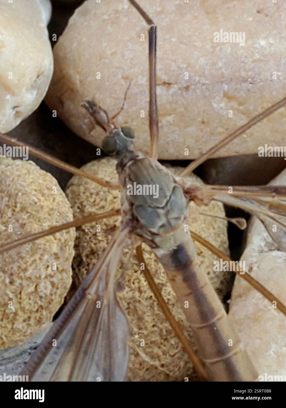 Common Crane Flies (Tipula), Insecta, Virginia, US Stock Photo - Alamy