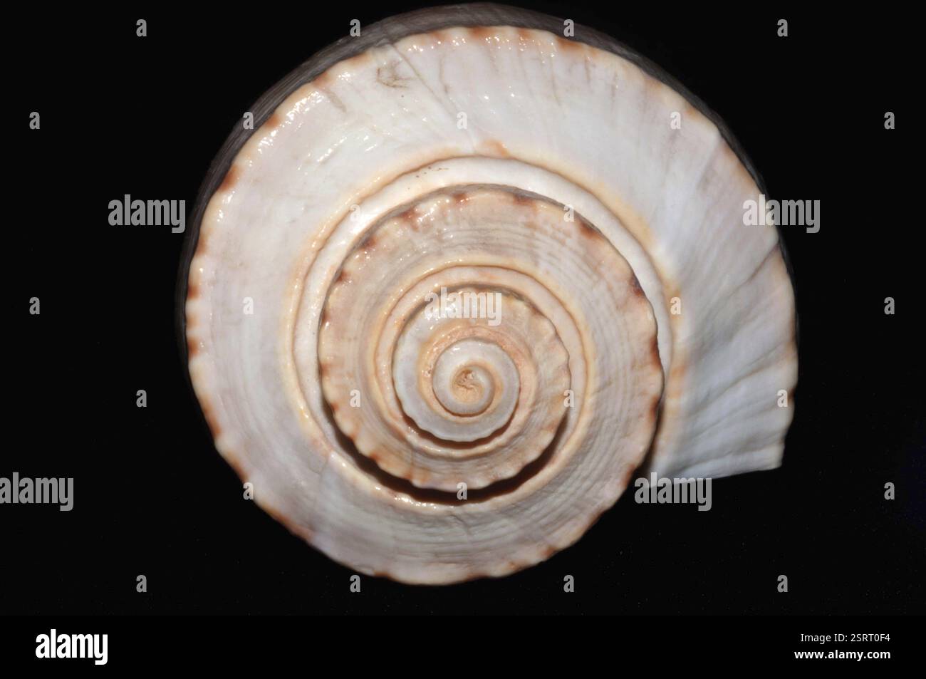 Seashell, India, Asia Stock Photo - Alamy