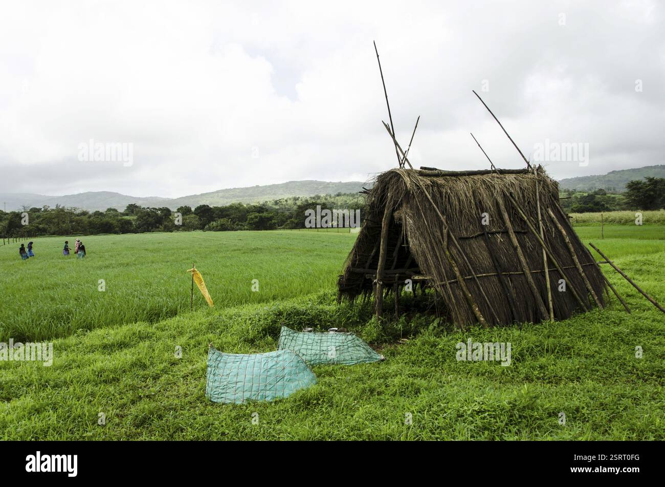 Huts in rice field hi-res stock photography and images - Alamy