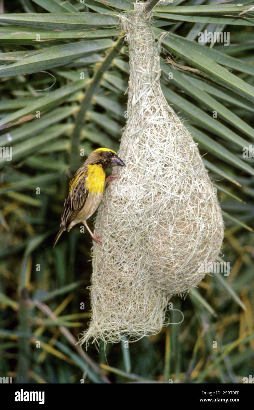 Baya asian nest bird hi-res stock photography and images - Alamy
