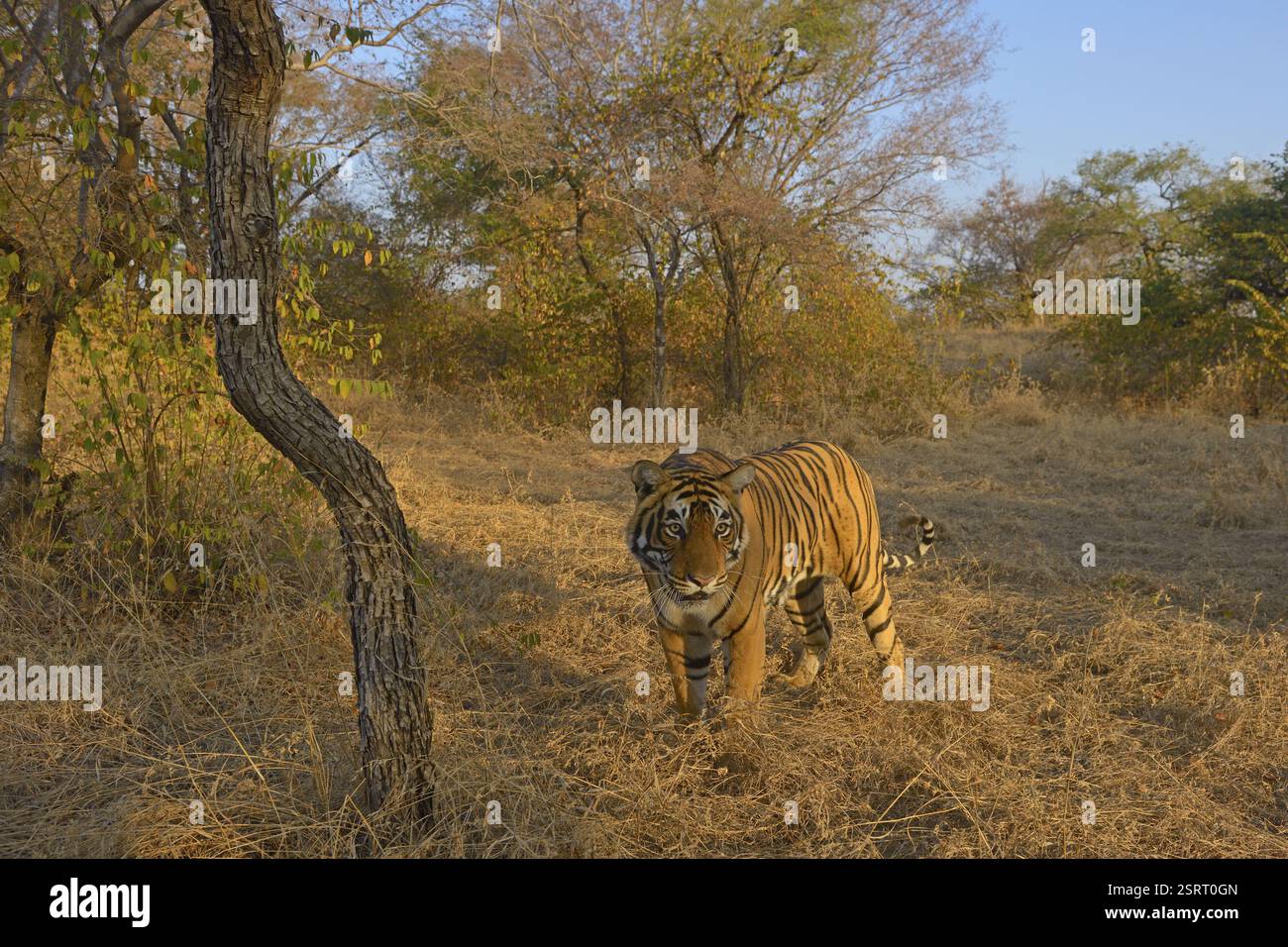 Bengal Tiger, Ranthambore national park, rajasthan, India, Asia Stock ...