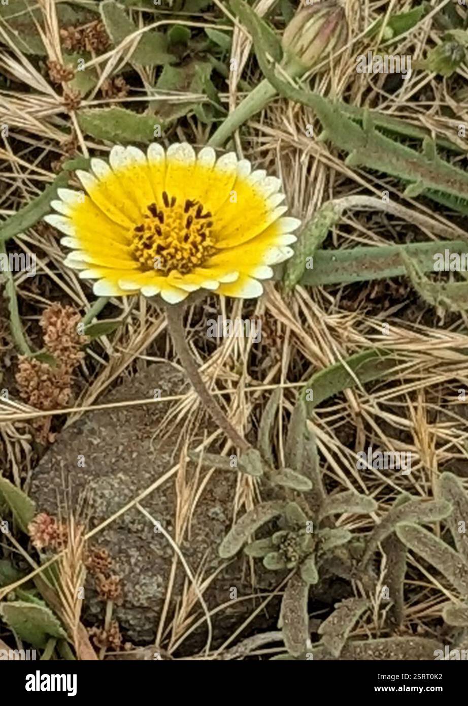 tidy tips (Layia platyglossa), Plantae, Pacifica, CA, USA Stock Photo ...