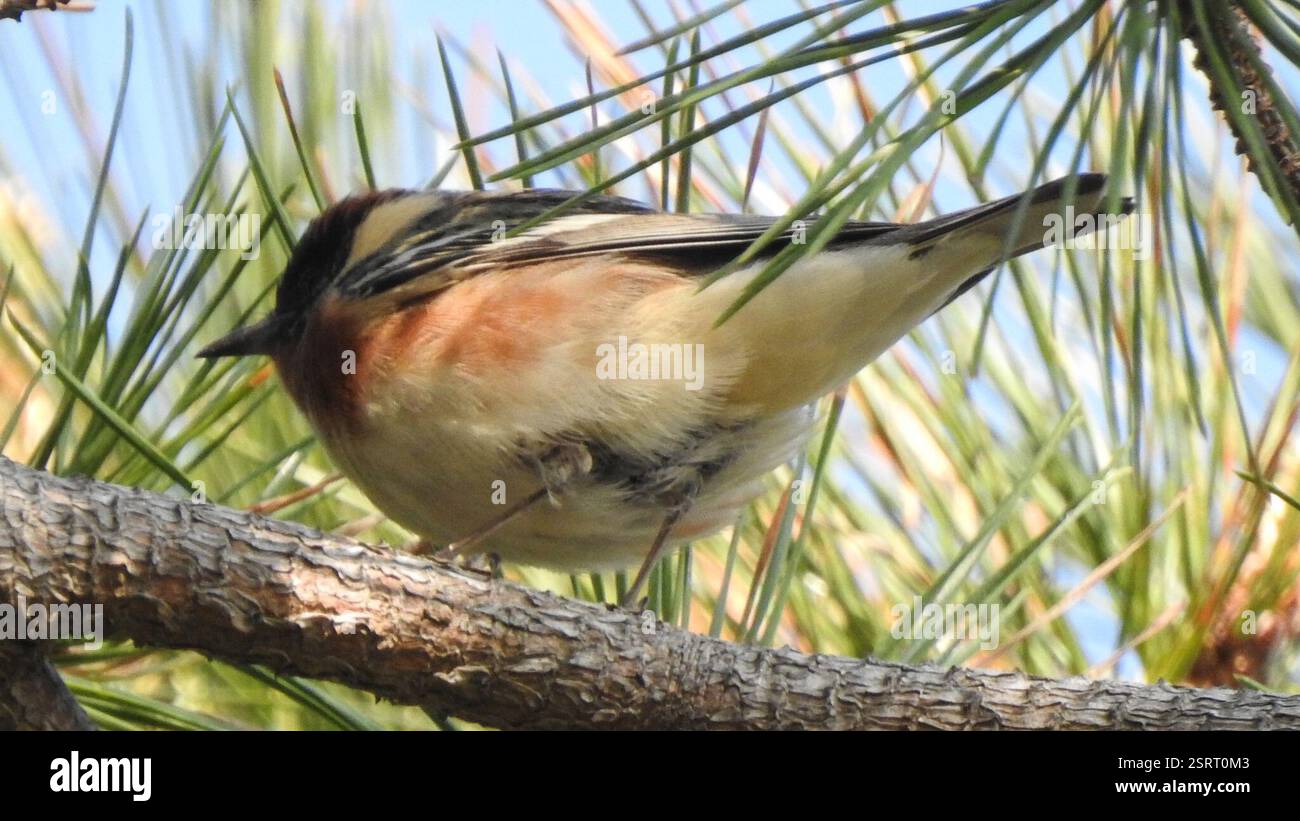 Bay-breasted Warbler (Setophaga castanea), Aves, Rowley, MA, USA Stock ...