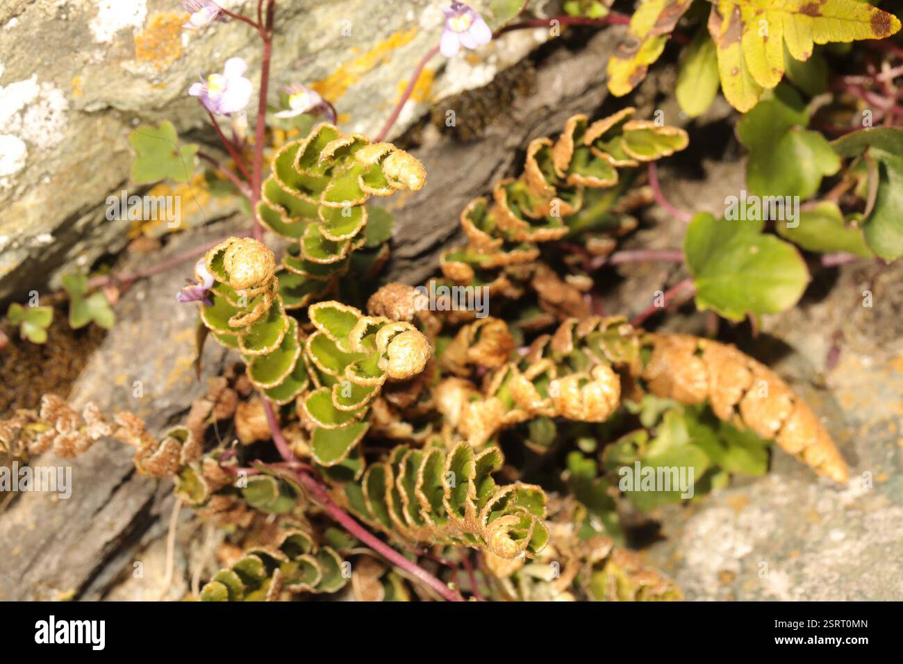 Rustyback (Asplenium ceterach), Plantae, Penrhos Beach area, Penrhos ...