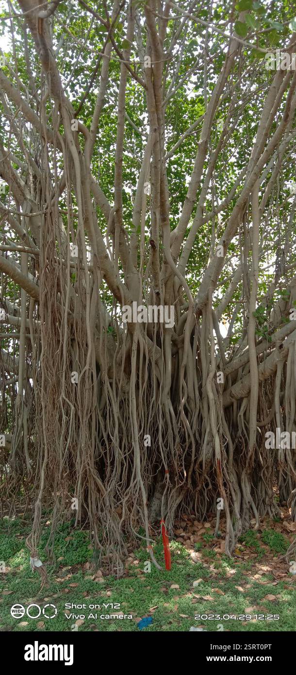 Rainforests of india hi-res stock photography and images - Alamy