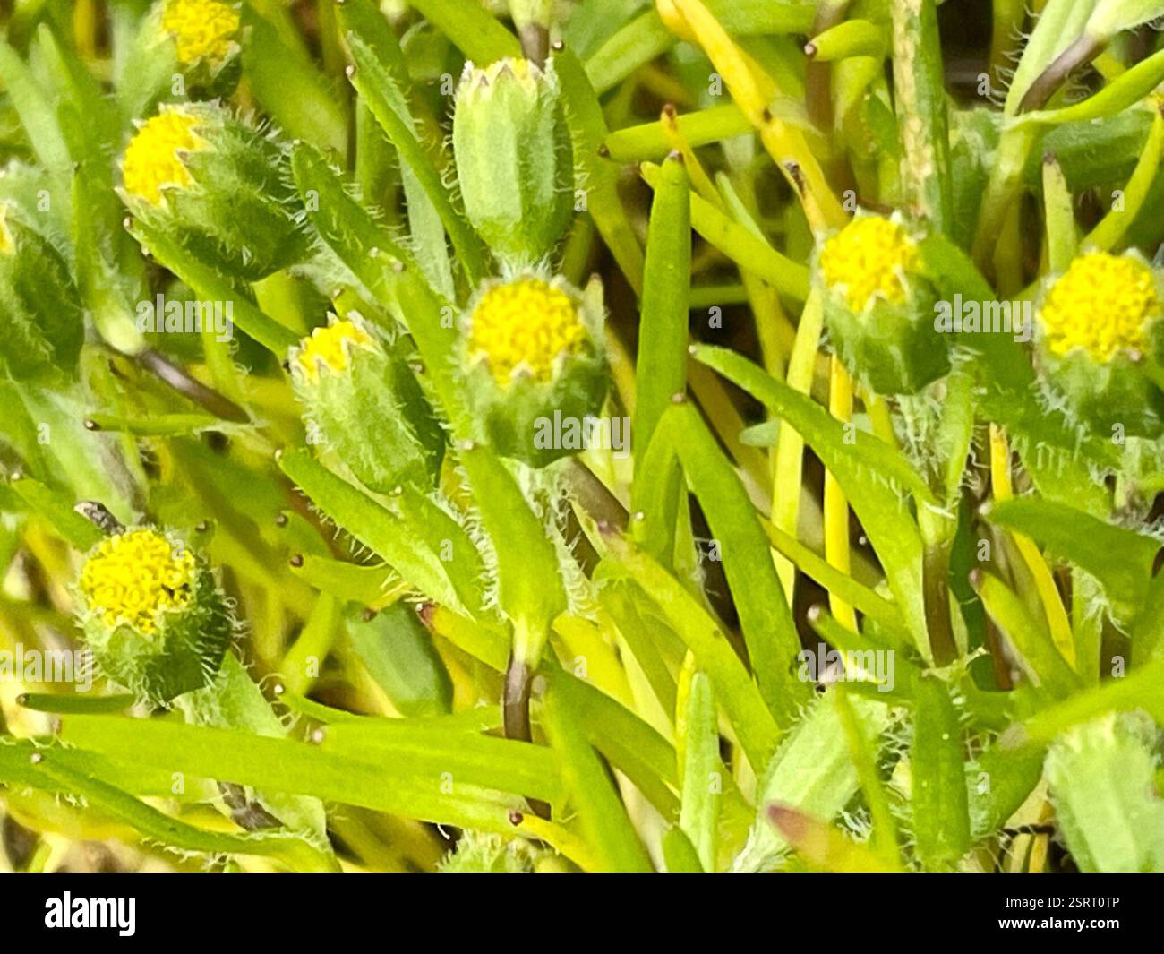 smooth goldfields (Lasthenia glaberrima), Plantae, Fort Ord National ...