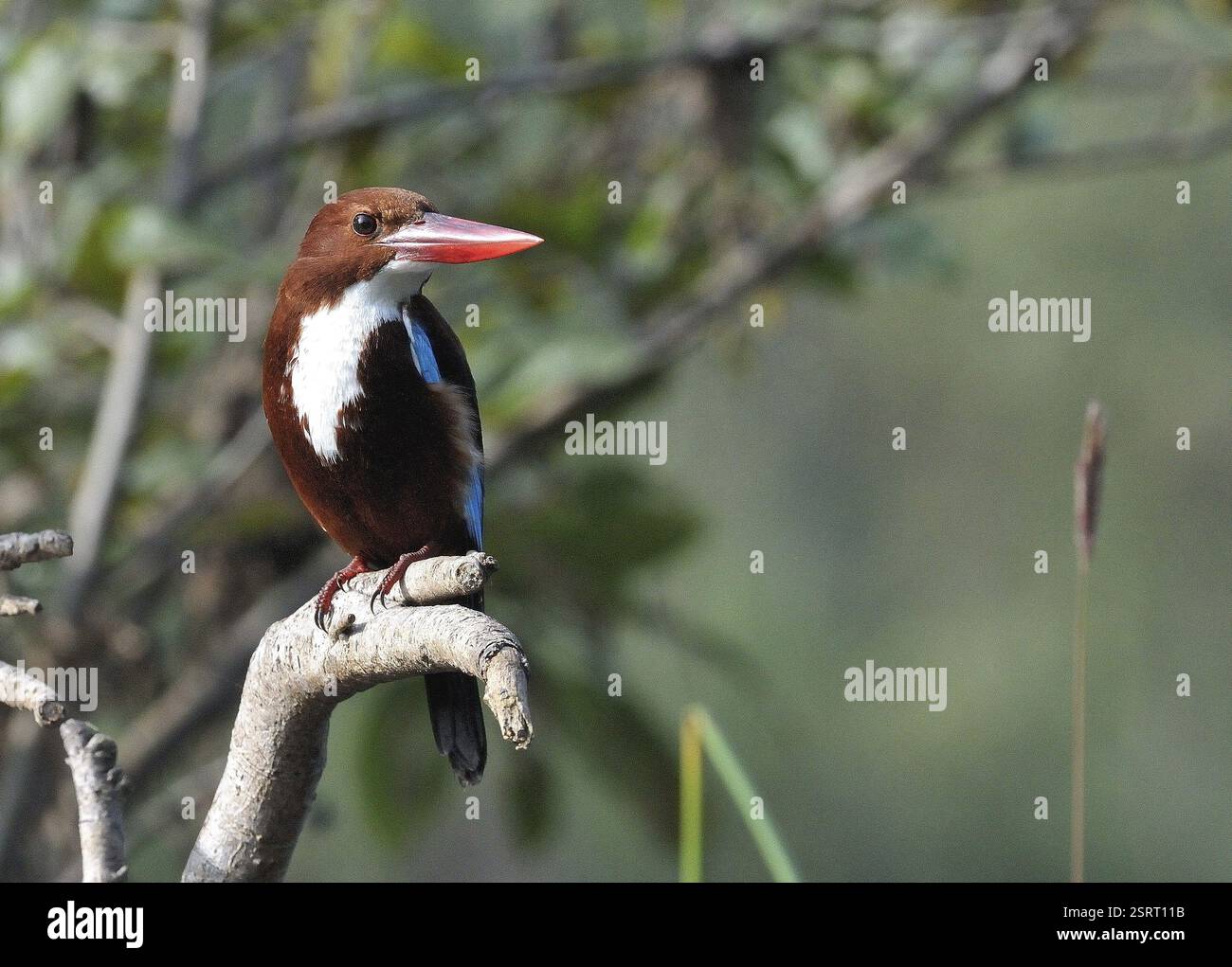 Birds, white breasted kingfisher perargopis capensis, Karnataka, India ...