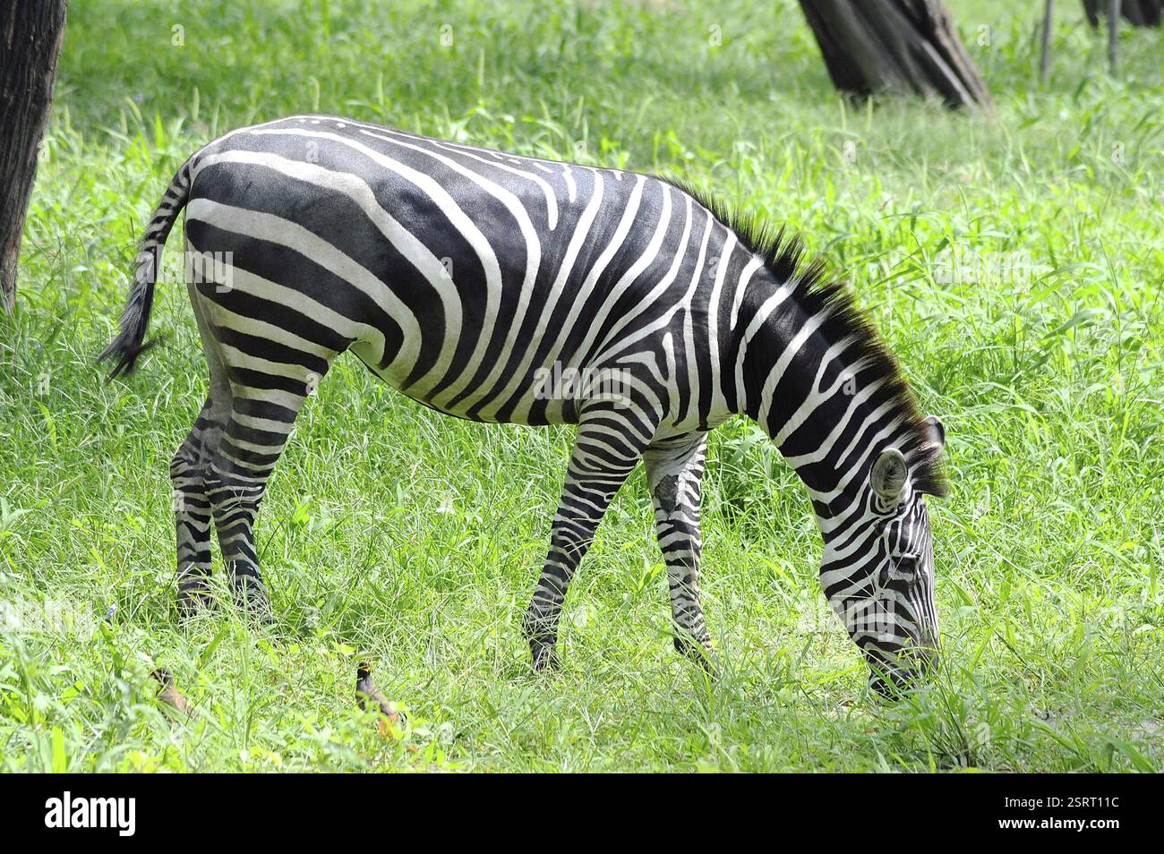 Zebra eating grass in zoo, Delhi, India, Asia Stock Photo - Alamy