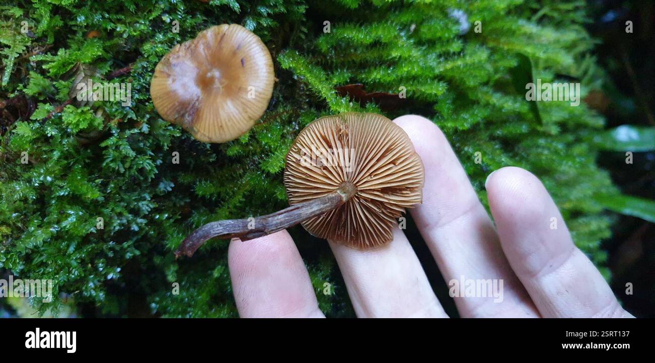 Galerina patagonica hi-res stock photography and images - Alamy