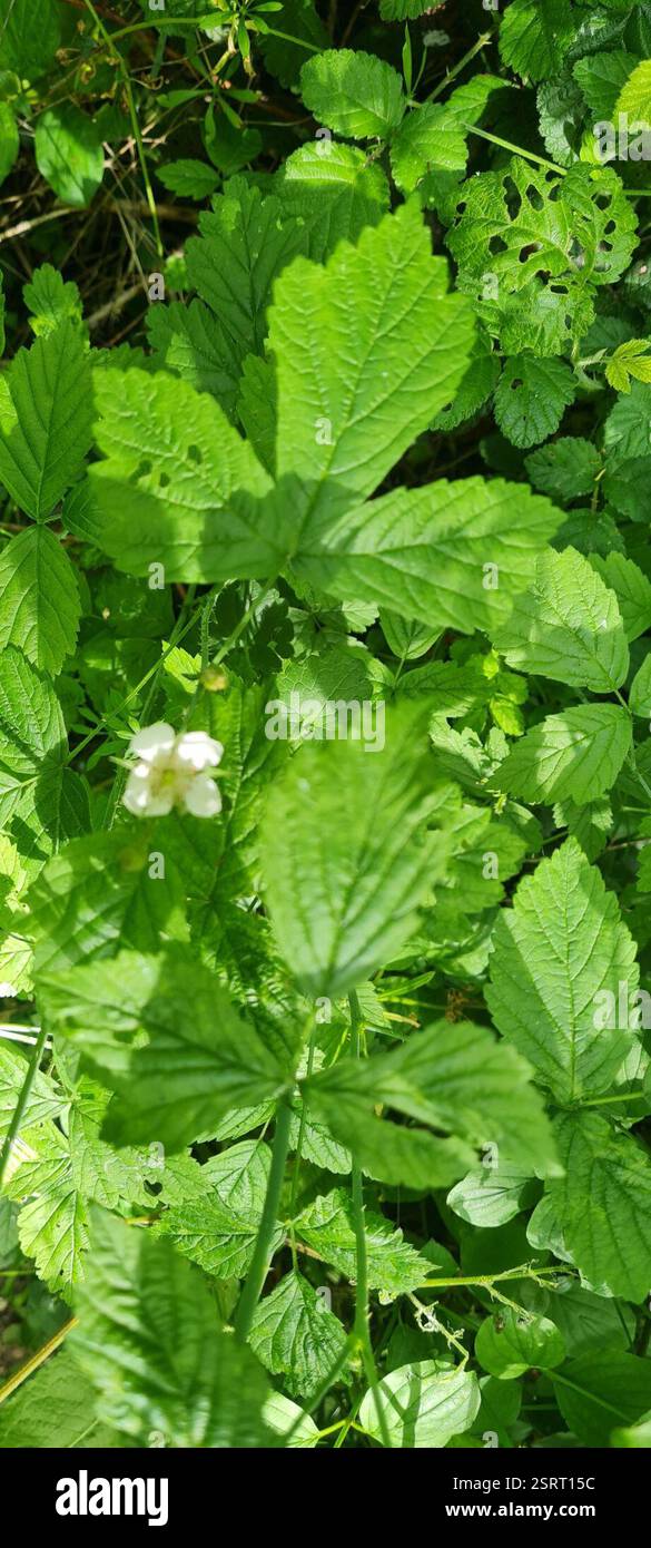 European dewberry (Rubus caesius), Plantae, Lewes BN8 5EA, UK Stock ...