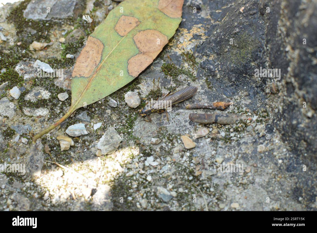 Stoneflies (Plecoptera), Insecta, 中国江西省上饶市婺源县 Stock Photo - Alamy