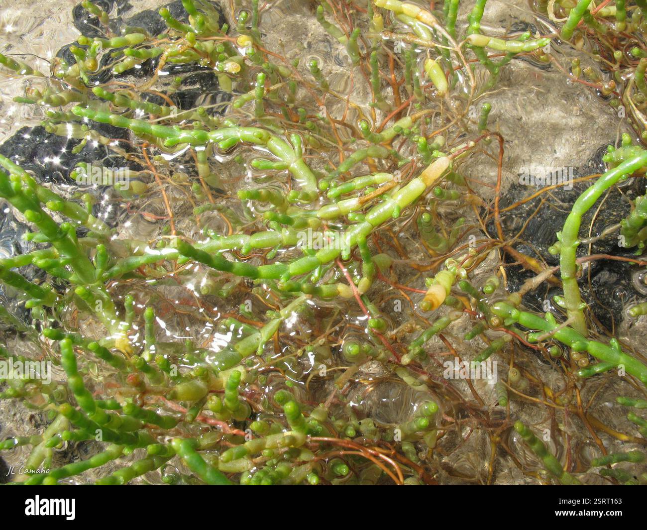 Perennial Glasswort (Salicornia perennis), Plantae, Las Palmas, Spain ...