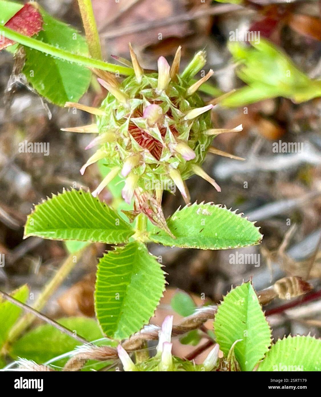 Clustered clover (Trifolium glomeratum), Plantae, Gigling Rd, Marina ...