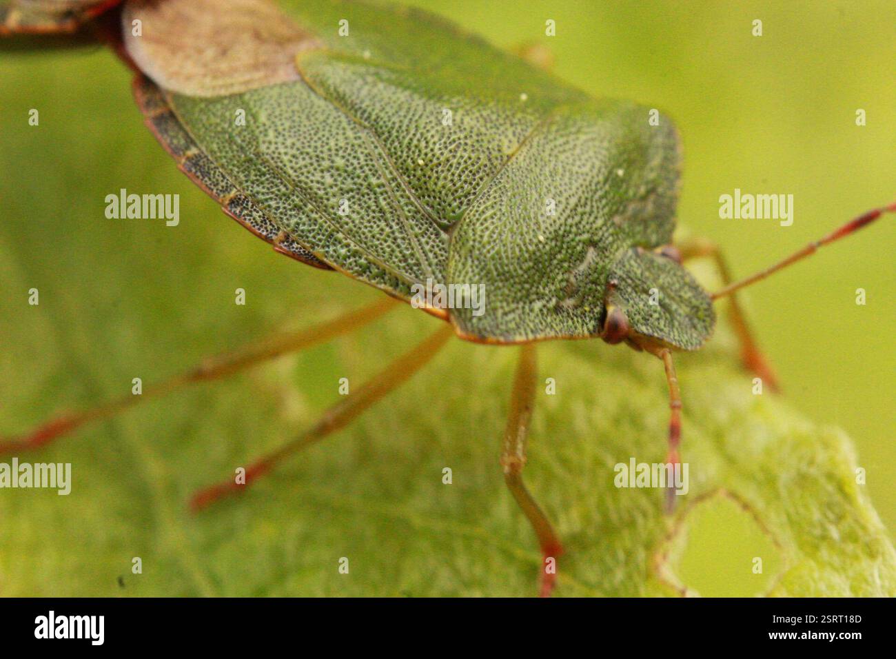 Green Shield Bug (Palomena prasina), Insecta, Tomard Lower, Bilboa ...