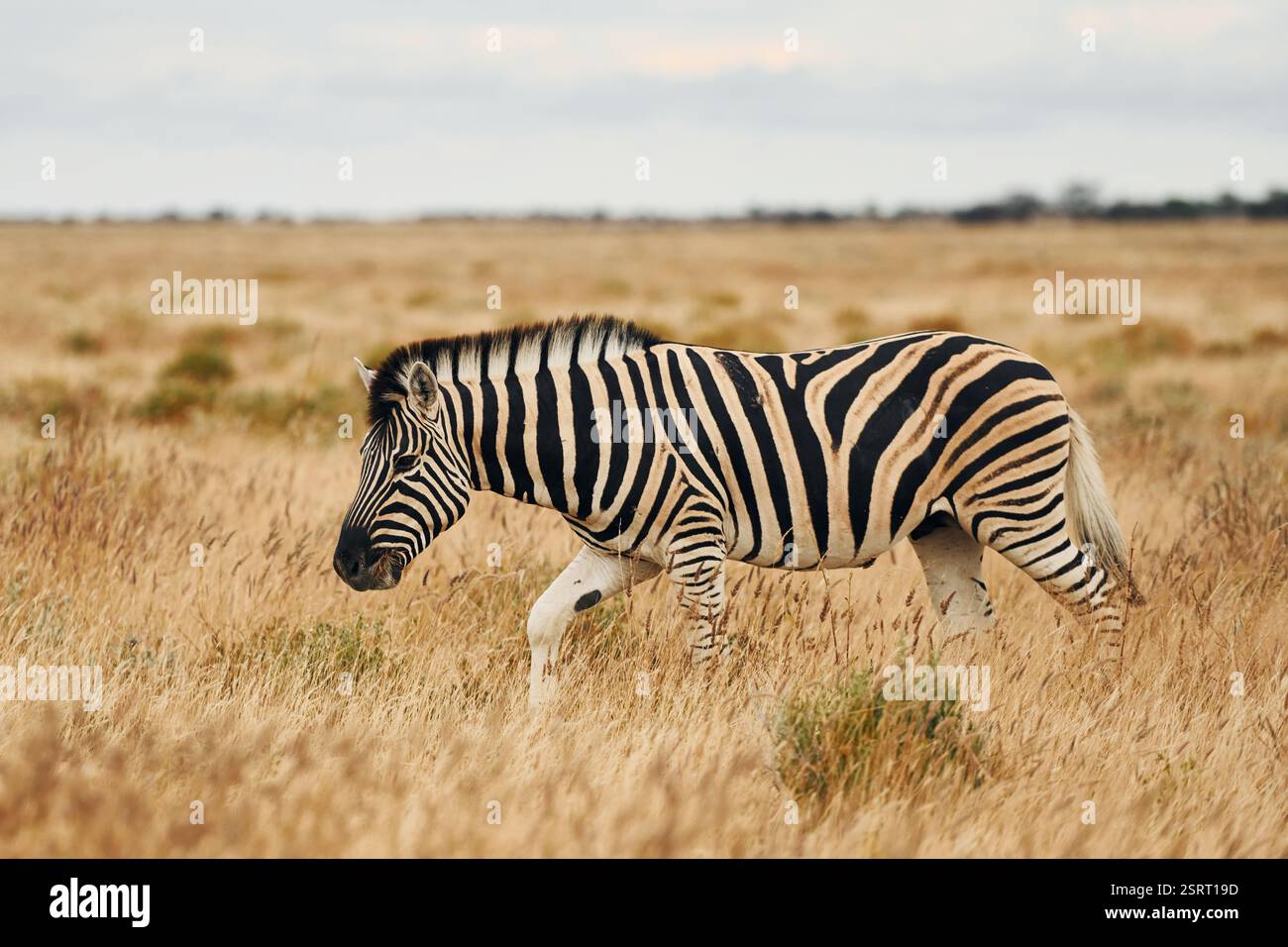 Side view. Zebra in the wildlife at daytime Stock Photo - Alamy