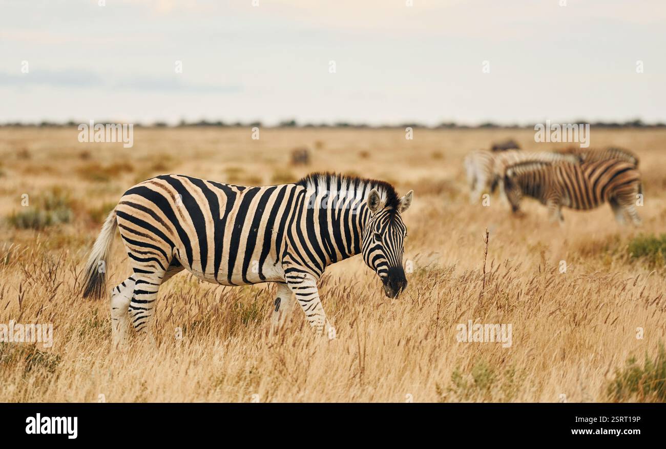 Side view. Zebra in the wildlife at daytime Stock Photo - Alamy