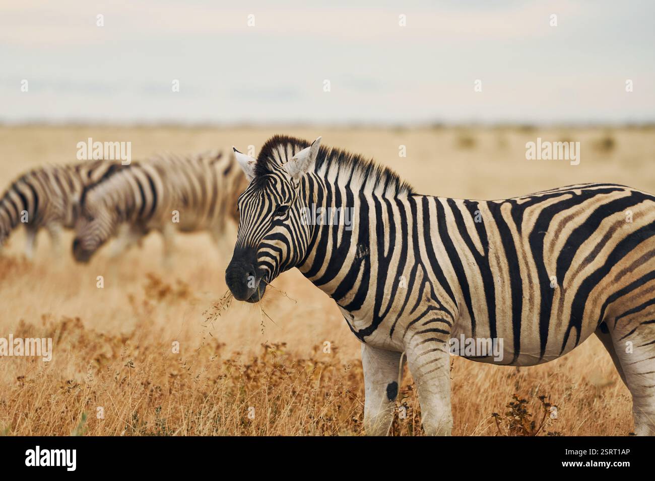 Animals is together. Zebras in the wildlife at daytime Stock Photo - Alamy