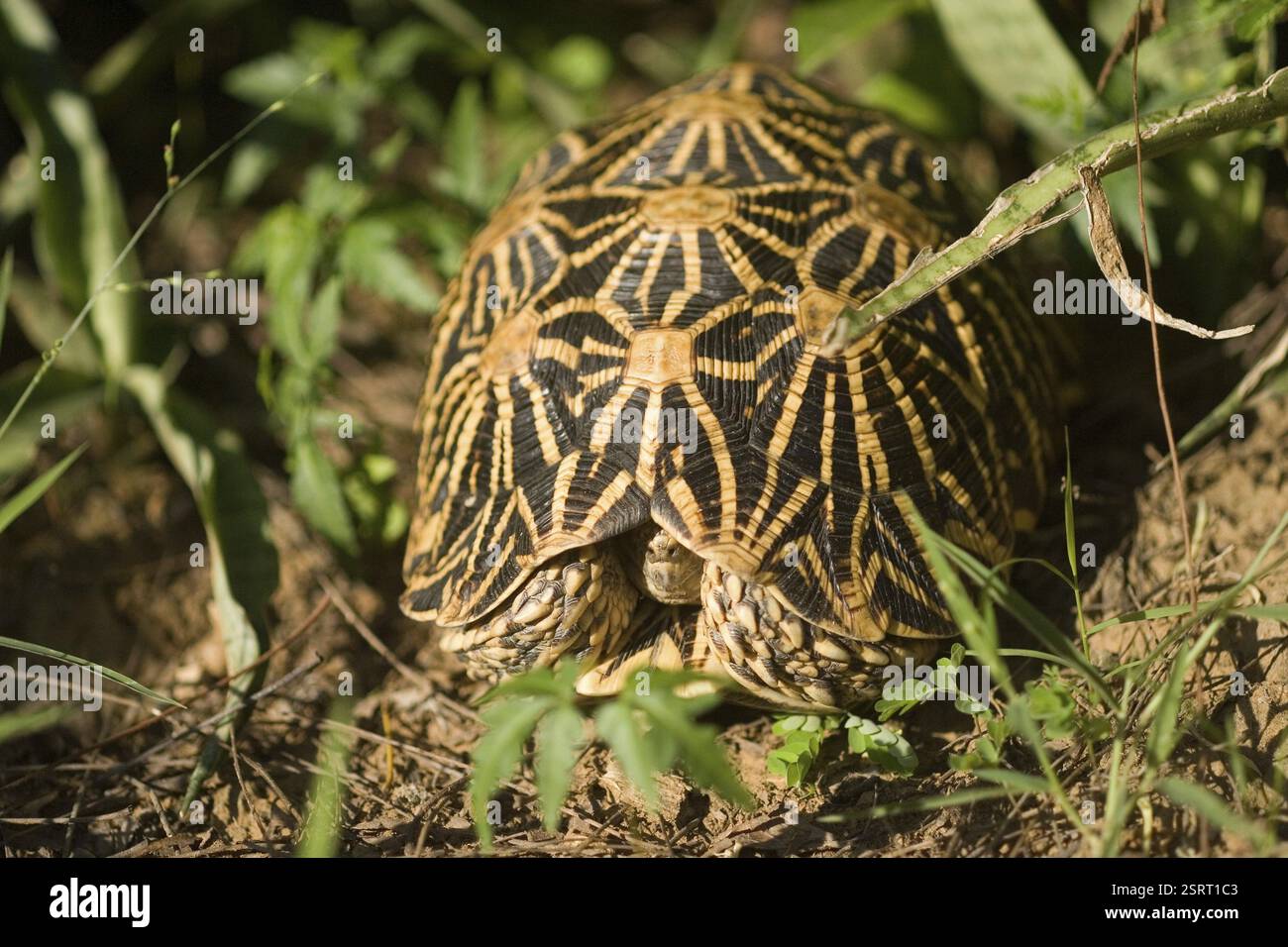 Reptiles, Star tortoise, Ranthambore tiger reserve, Rajasthan, India ...