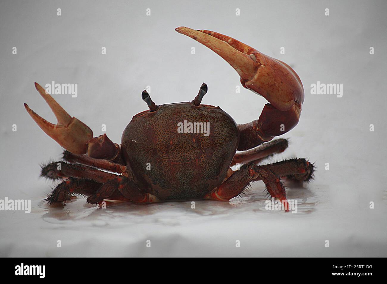 Crabs of india hi-res stock photography and images - Alamy