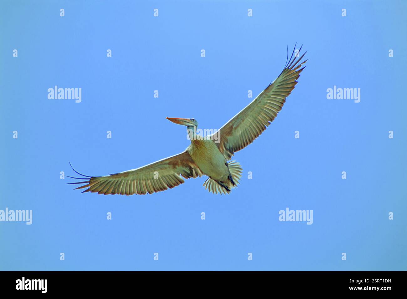 Painted stork bird, telineelapuram, tekkali, andhra pradesh, India ...