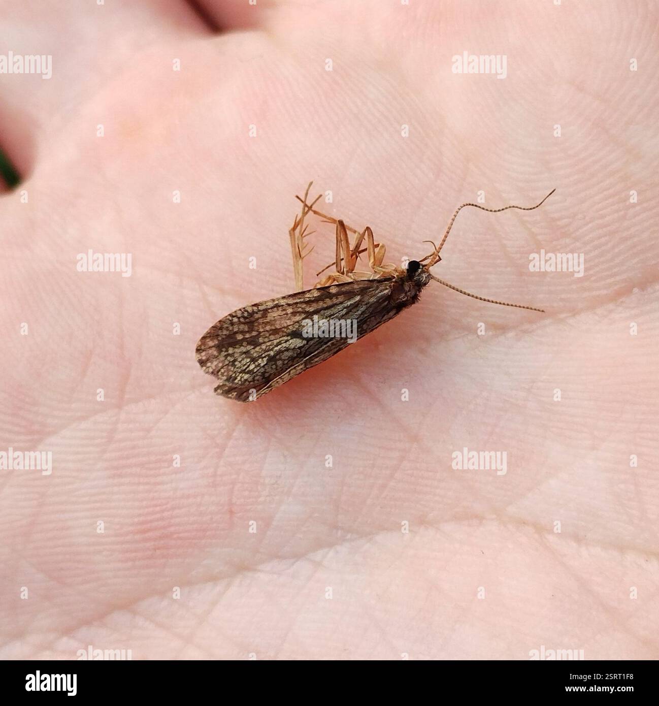 Caddisflies (Trichoptera), Insecta, Kosanin dol, Pancharevo, Bulgaria ...