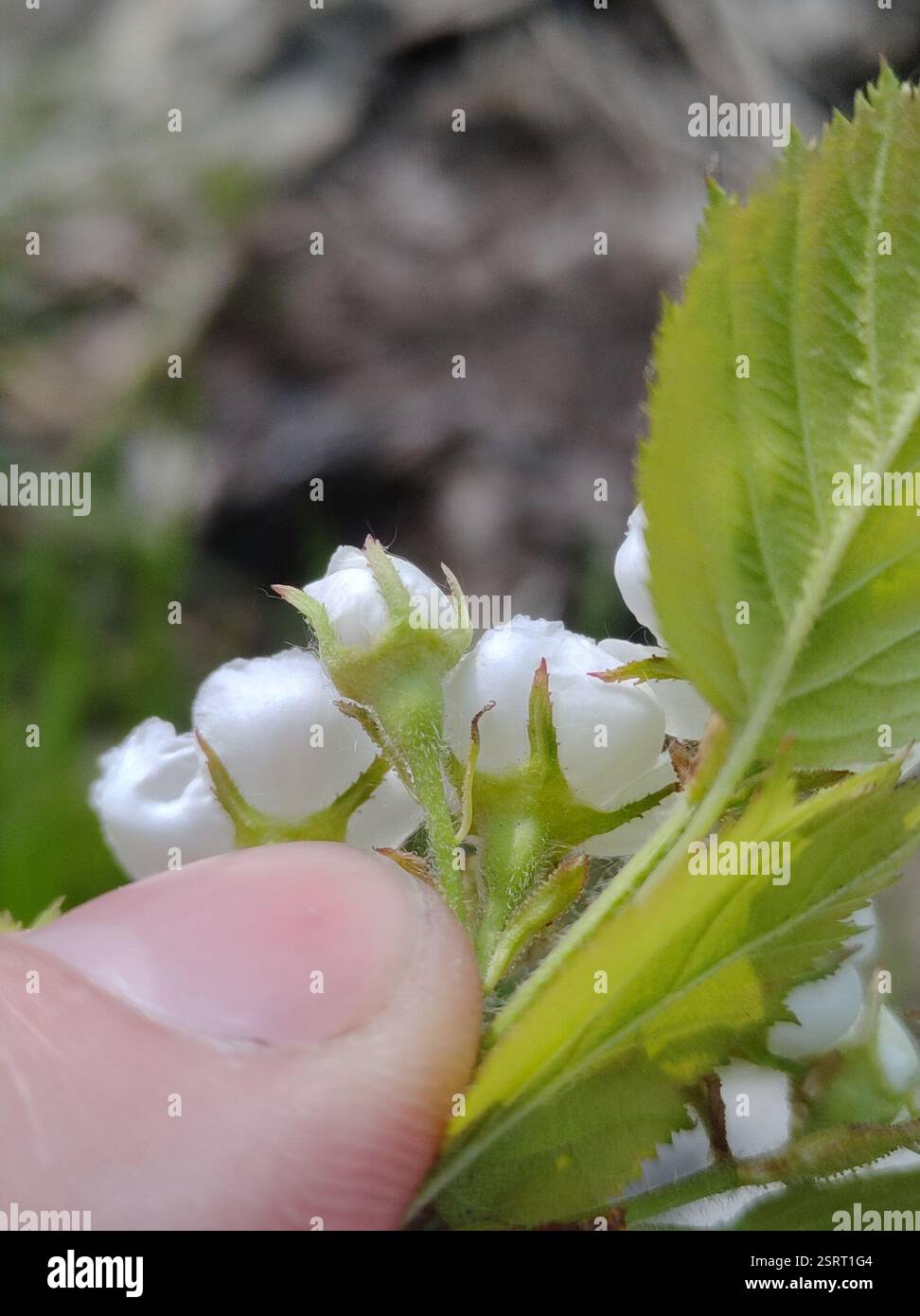 scarlet hawthorn (Crataegus coccinea coccinea), Plantae, Ancaster, ON ...