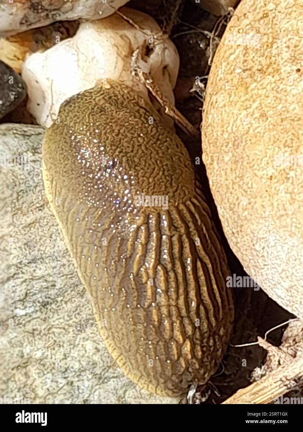 Slugs of france hi-res stock photography and images - Alamy