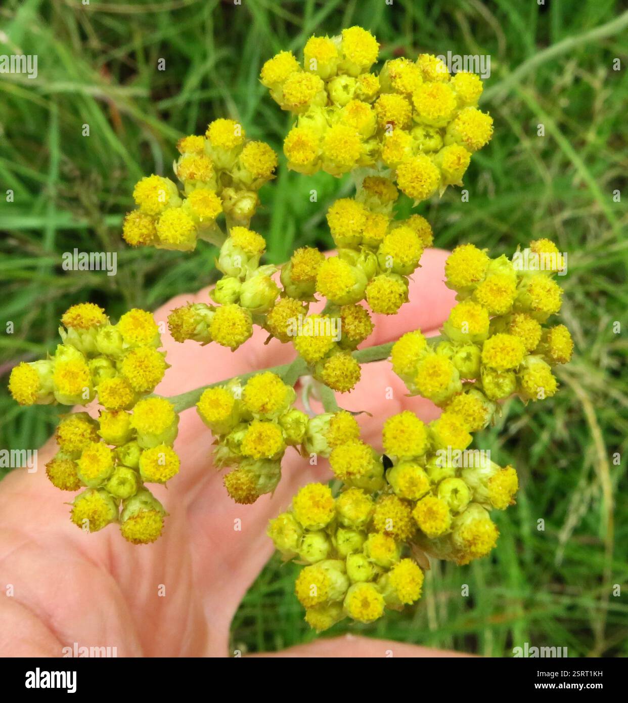 Cape Gold Everlasting (Helichrysum splendidum), Plantae, uThukela ...