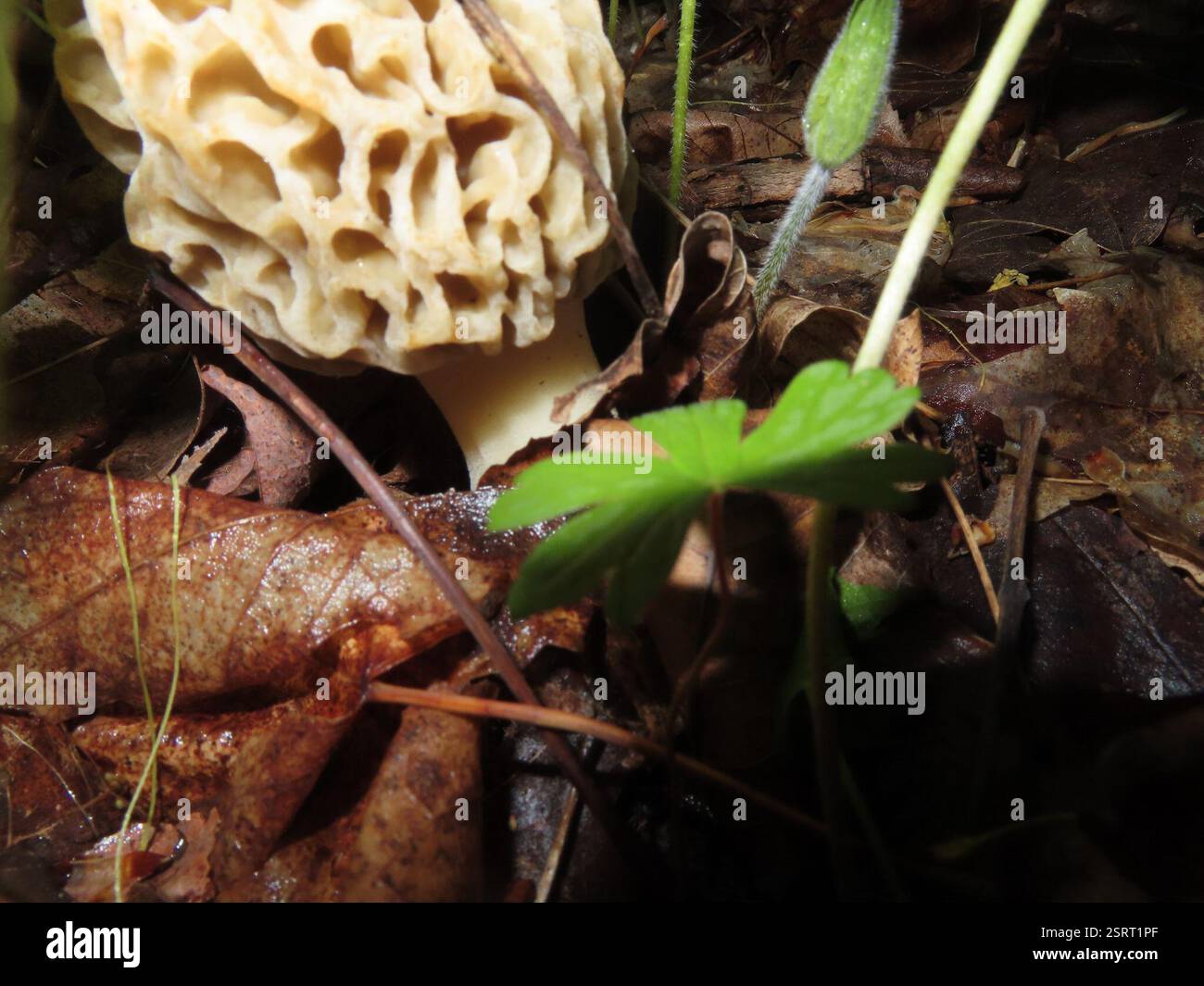 American yellow morel (Morchella americana), Fungi, Waukesha, Wisconsin ...