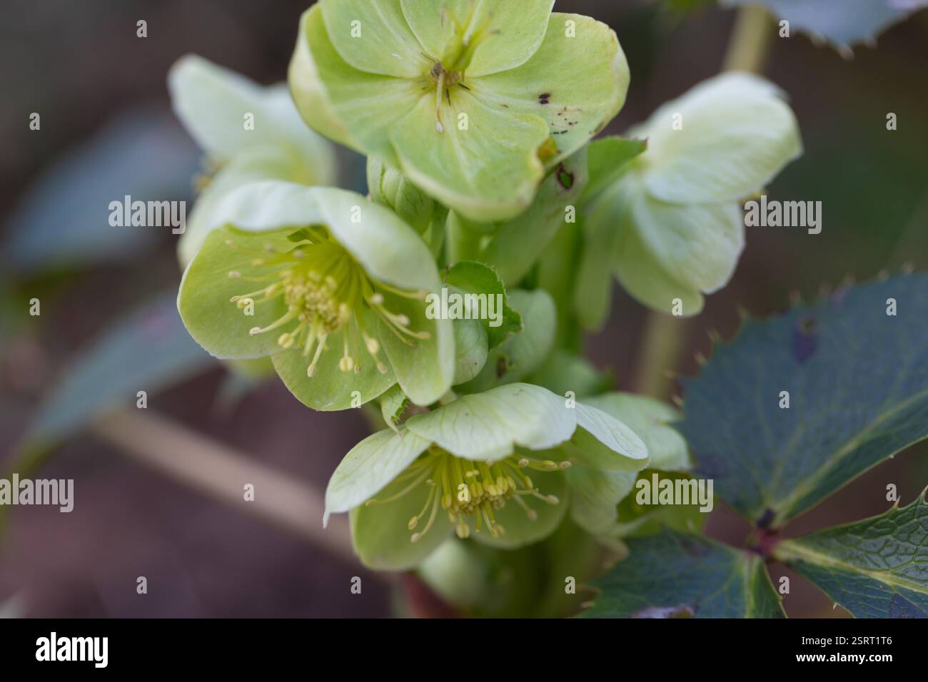 Sterns hybrid hellebore helleborus x sternii hi-res stock photography ...