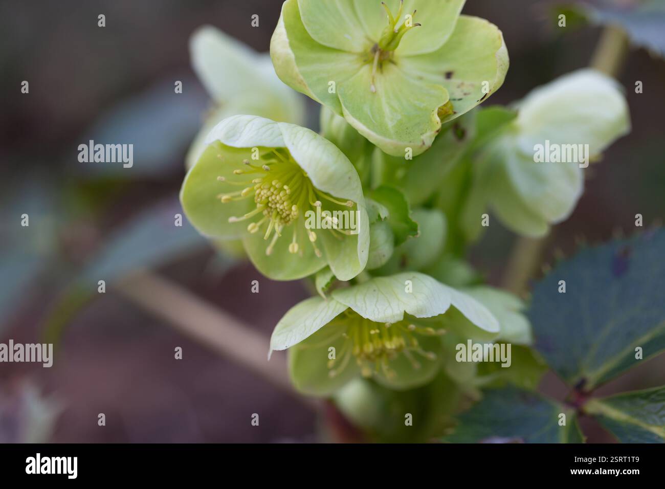 Stern's Hybrid Hellebore , Helleborus sternii Stock Photo - Alamy
