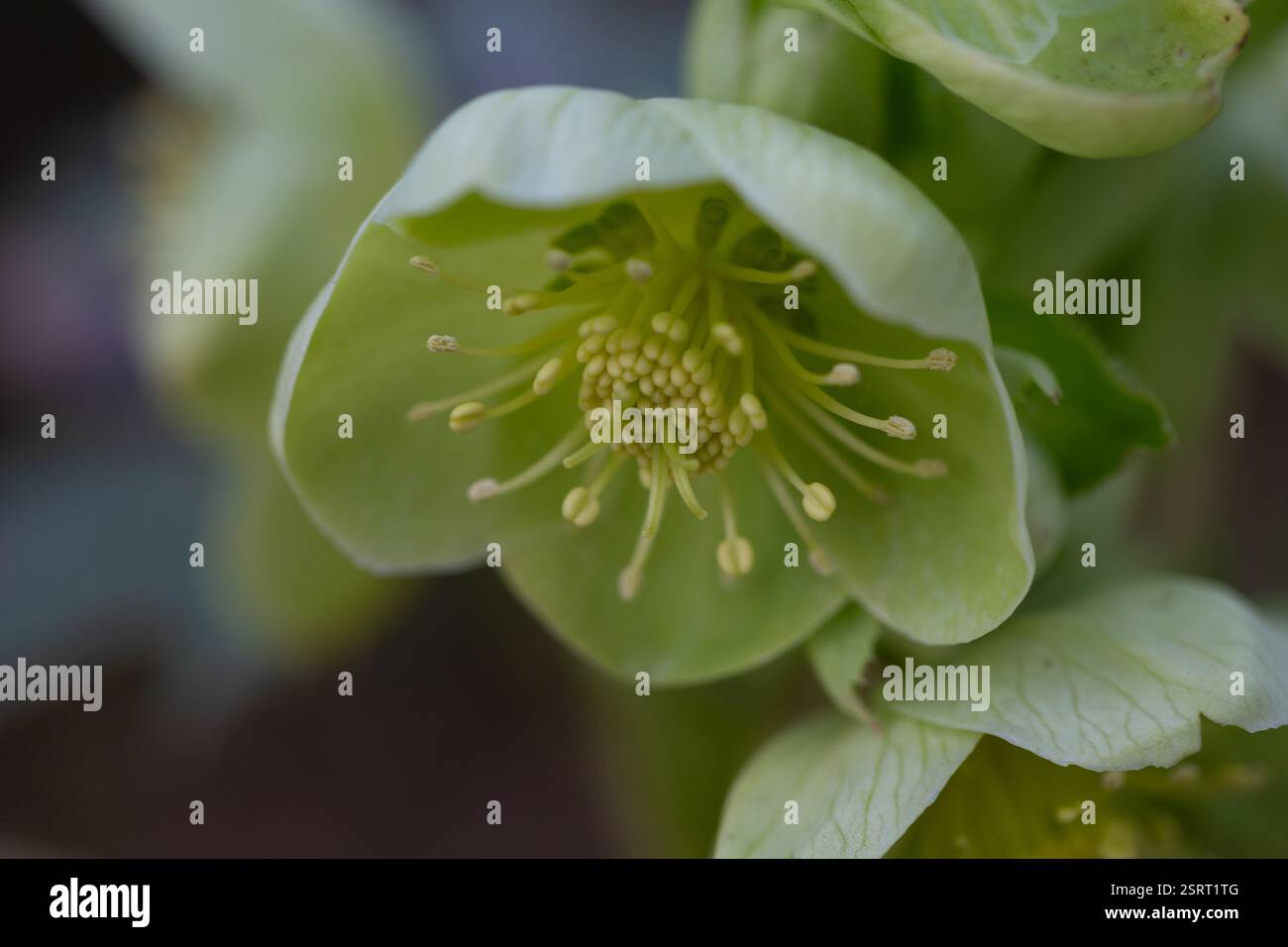 Stern's Hybrid Hellebore , Helleborus sternii Stock Photo - Alamy