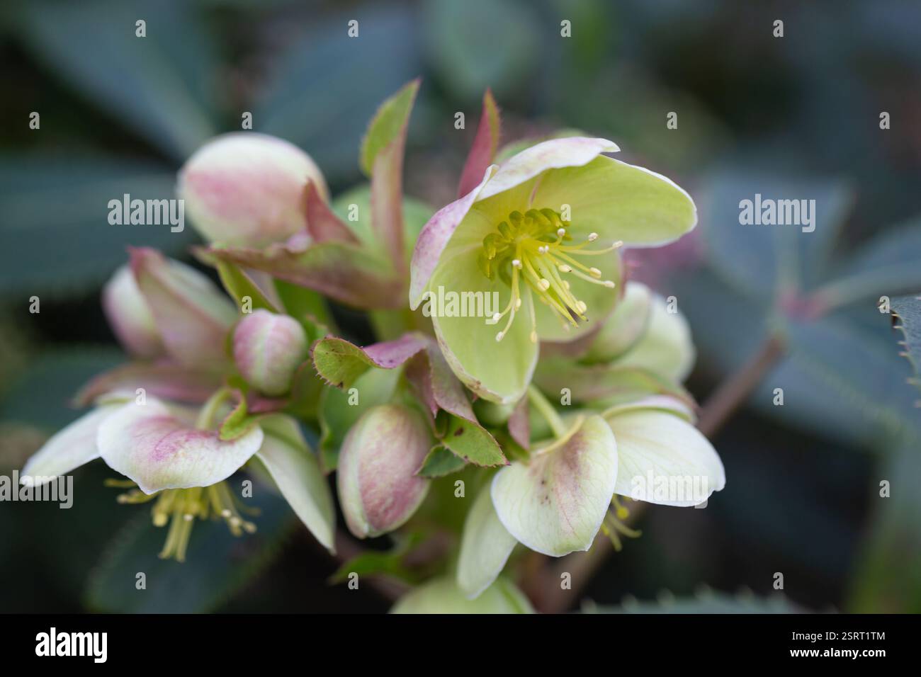 Hellebrore variety hi-res stock photography and images - Alamy